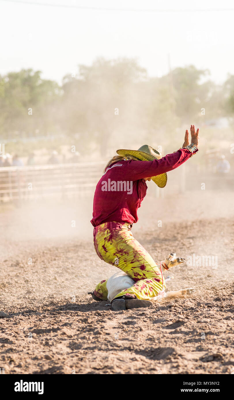 Cowgirl at rodeo goat roping event finishes the rope tying and raises ...