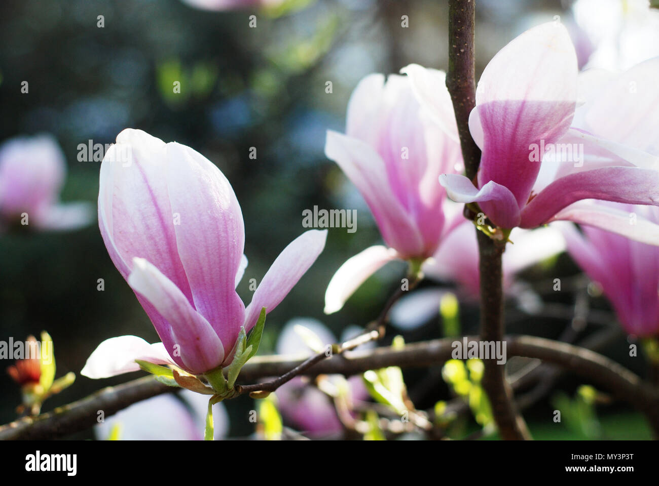 Beautiful magnolias in a park Stock Photo - Alamy
