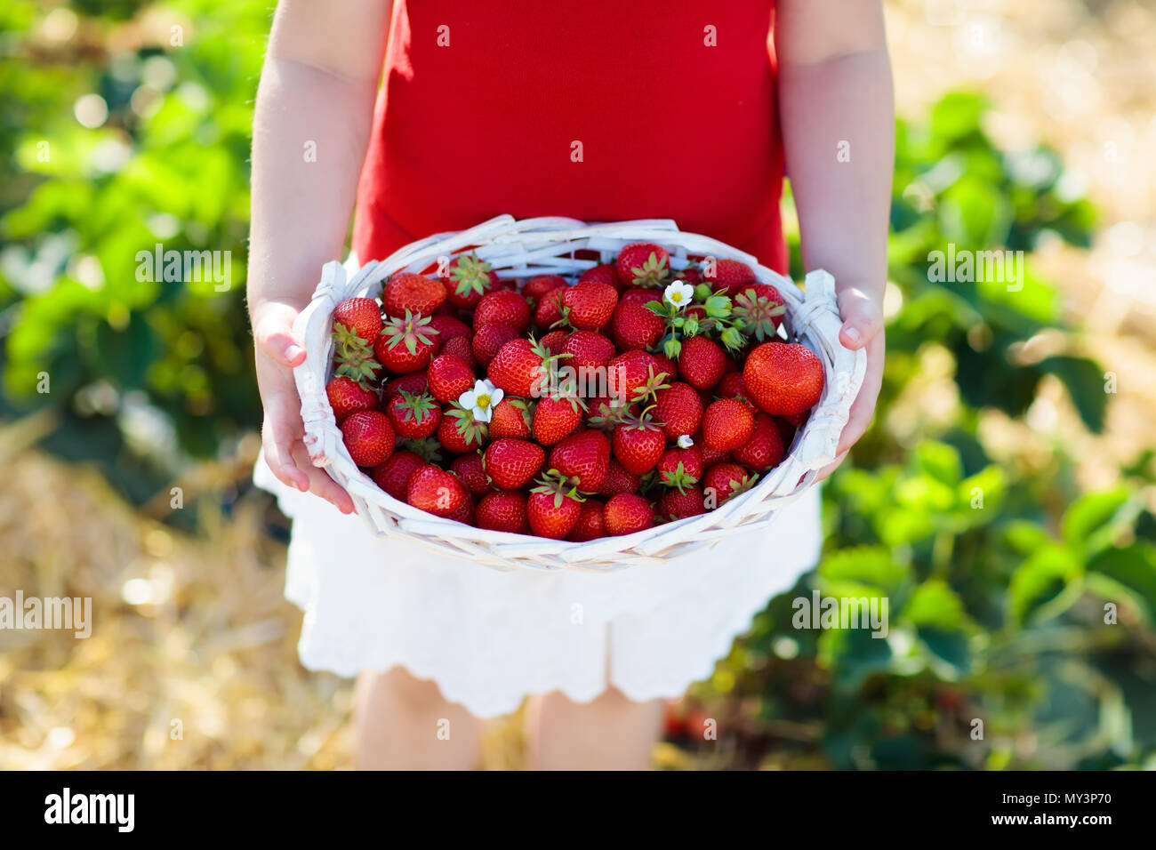 Pick Strawberries Day