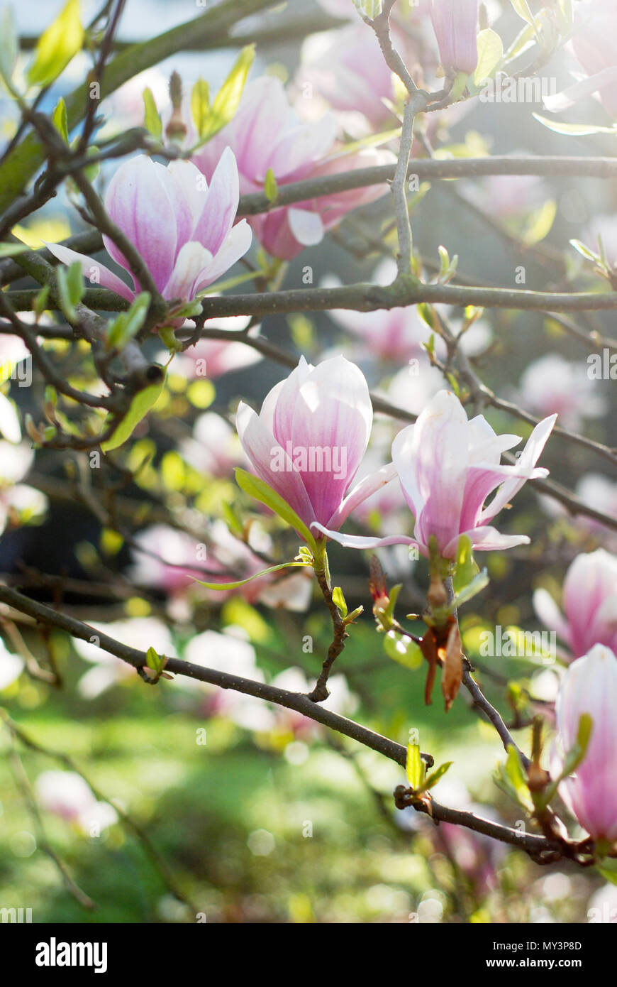 Bouquet beautiful pink magnolia hi-res stock photography and images - Alamy