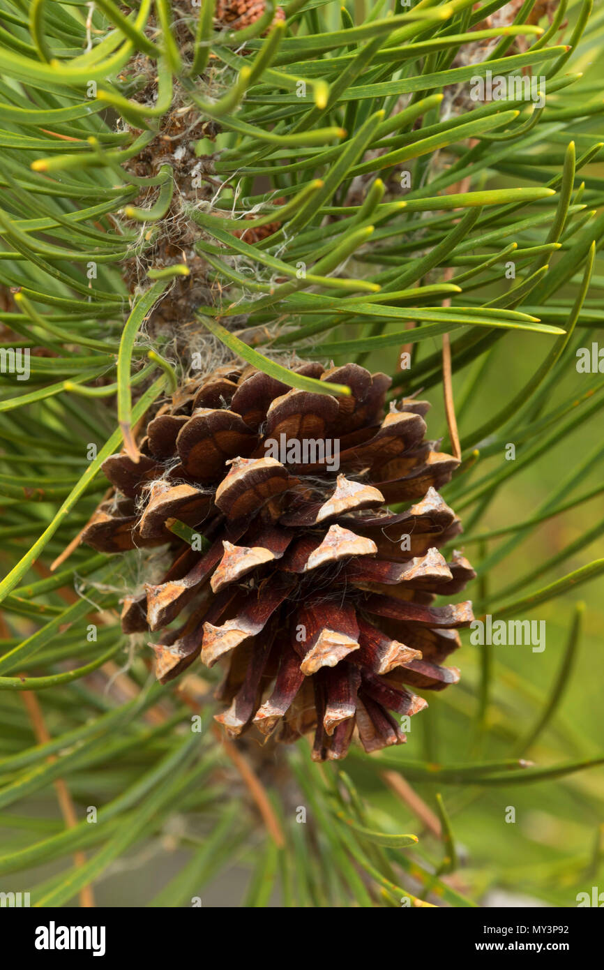 Lodgepole Pine Cone