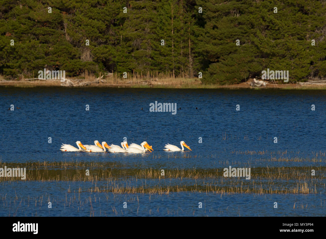 White pelicans on Crane Prairie Lake, Deschutes National Forest ...