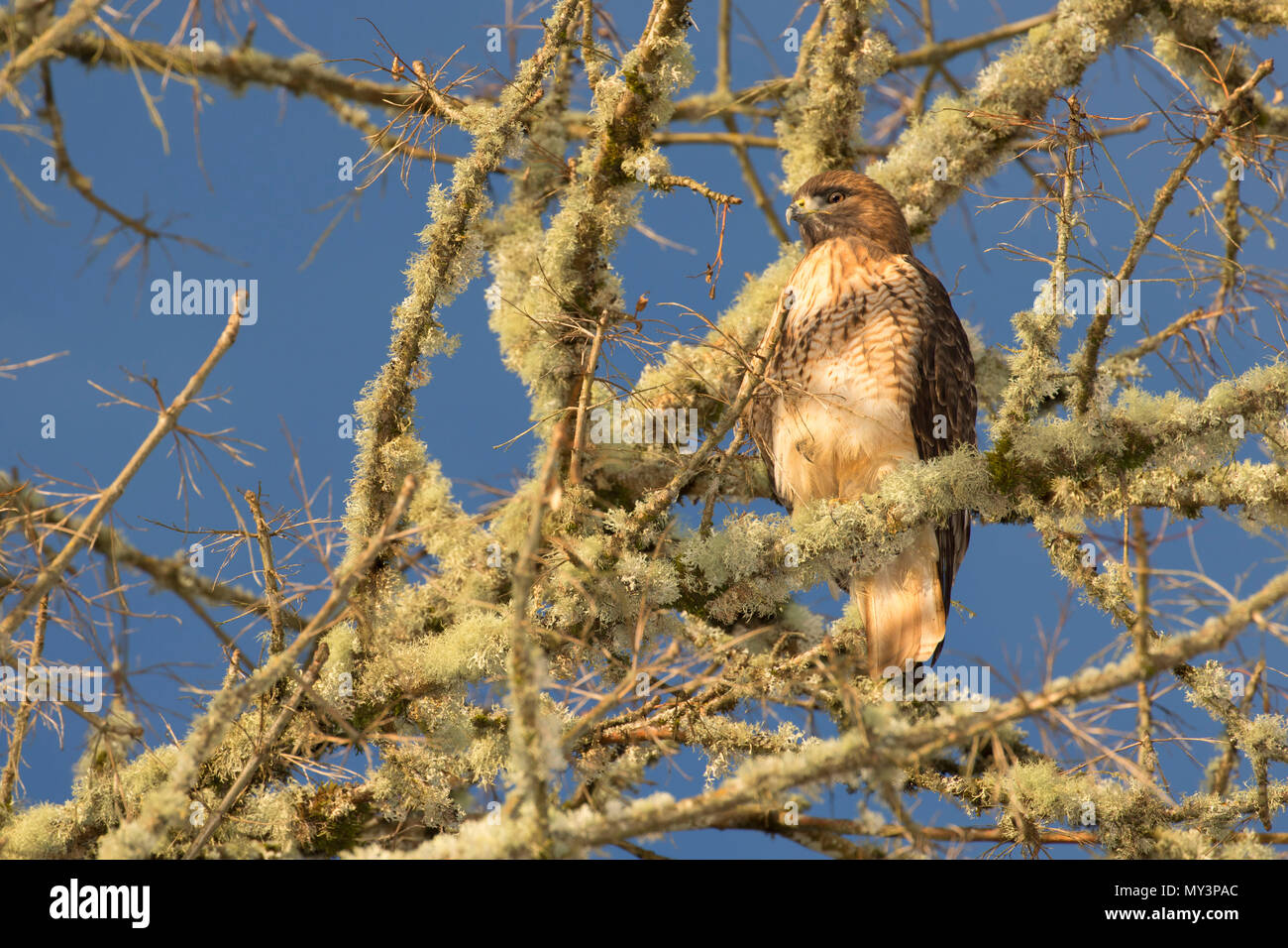 Red-tailed hawk (Buteo jamaicensis), Willamette Mission State Park ...