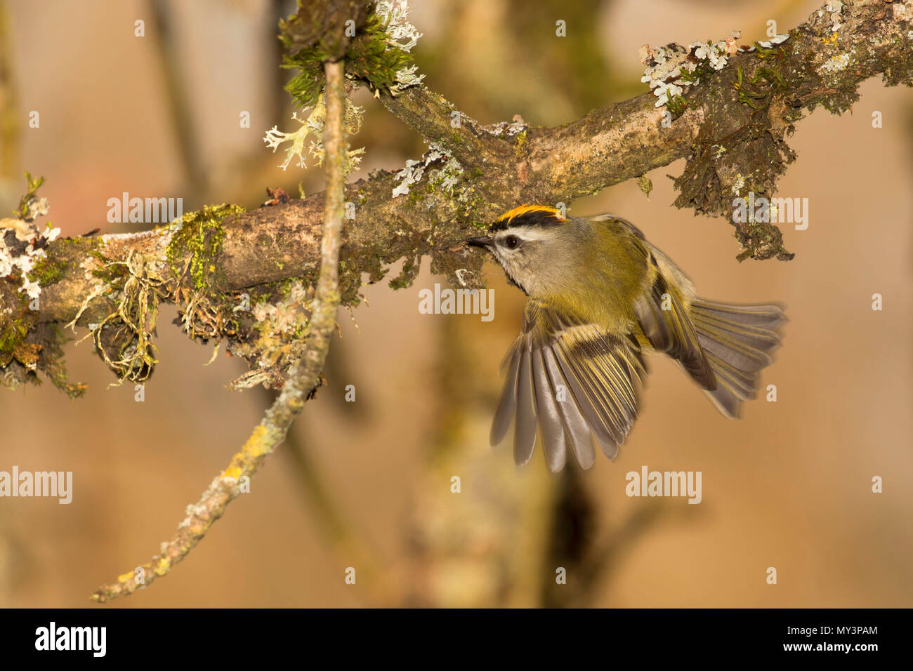 Golden-crowned kinglet (Regulus satrapa), Willamette Mission State Park ...