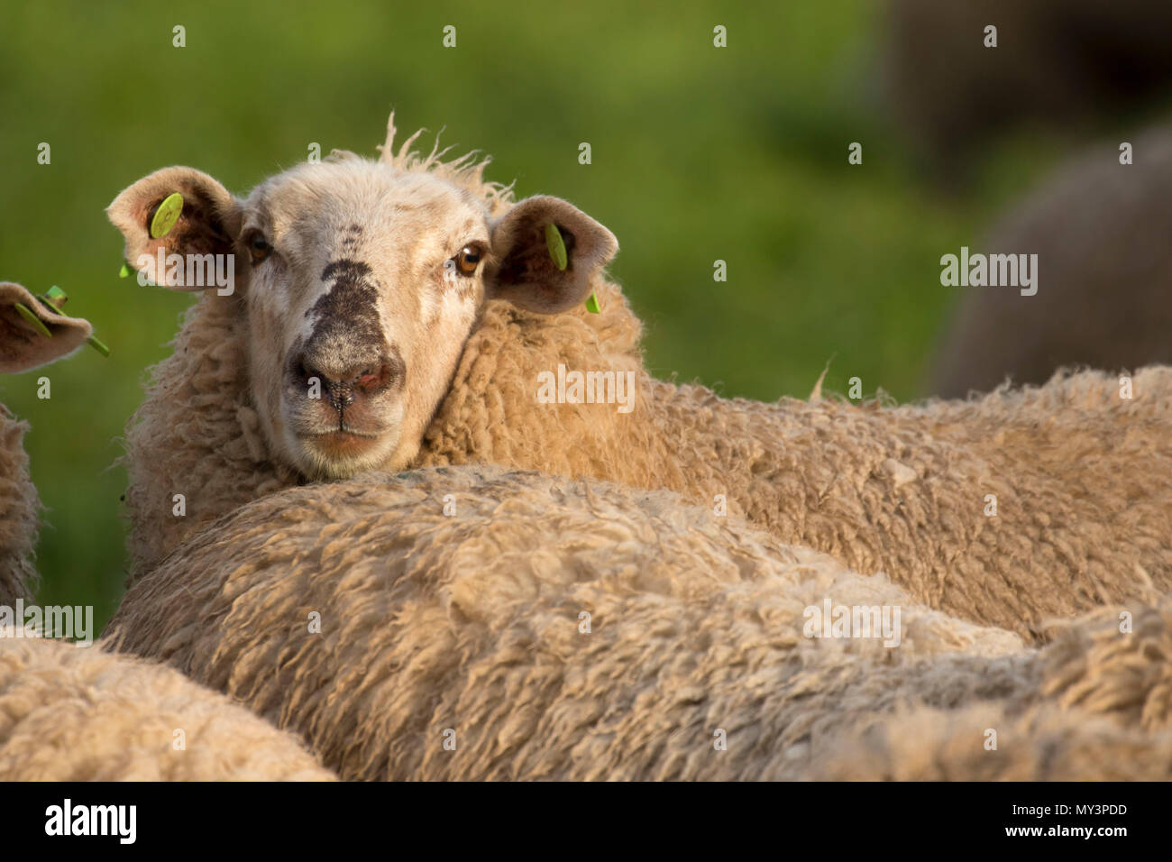 Sheep, Marion County, Oregon Stock Photo - Alamy
