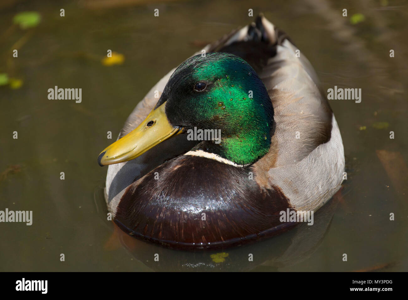 Mallard duck garden hi-res stock photography and images - Alamy