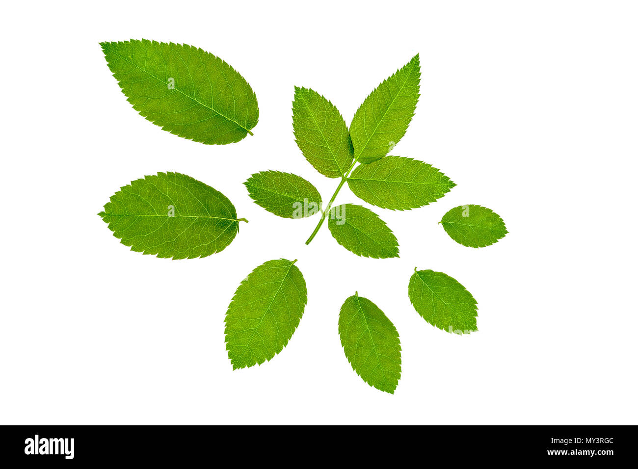 Green leaves of rose tree on white background Stock Photo - Alamy