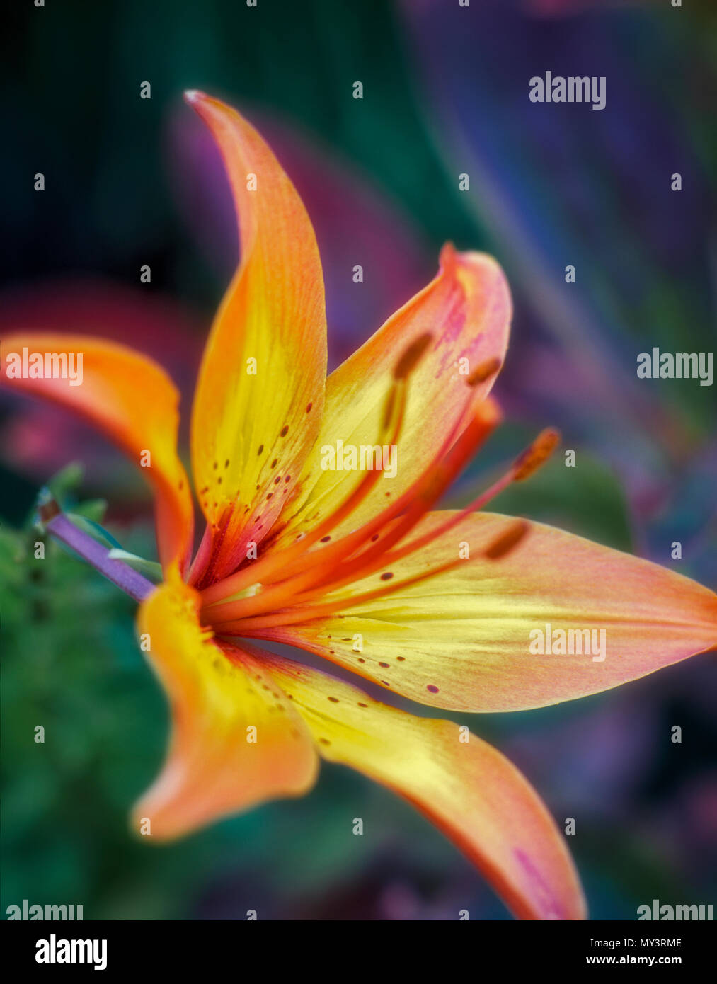 Tiger Lily. Garden near Alpine, Oregon Stock Photo - Alamy