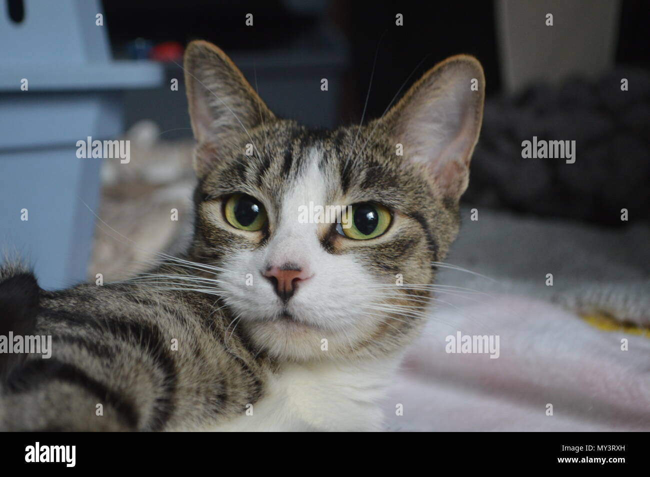 Female mother tabby cat hi-res stock photography and images - Alamy