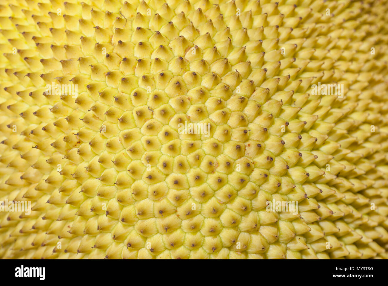 Big Jackfruit. Also known as Jaca fruit in Brazil texture Stock Photo ...