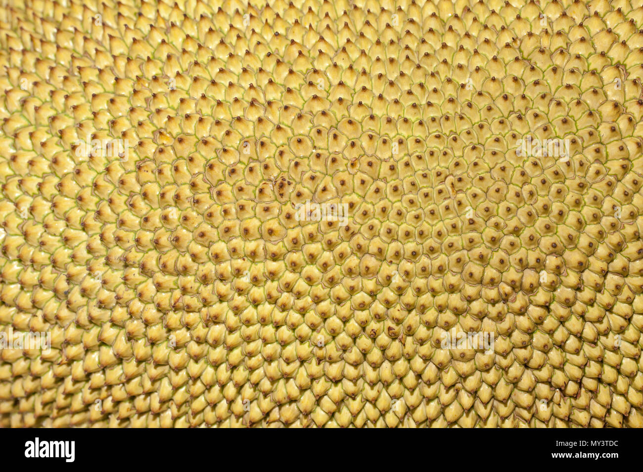 Big Jackfruit. Also known as Jaca fruit in Brazil texture Stock Photo ...