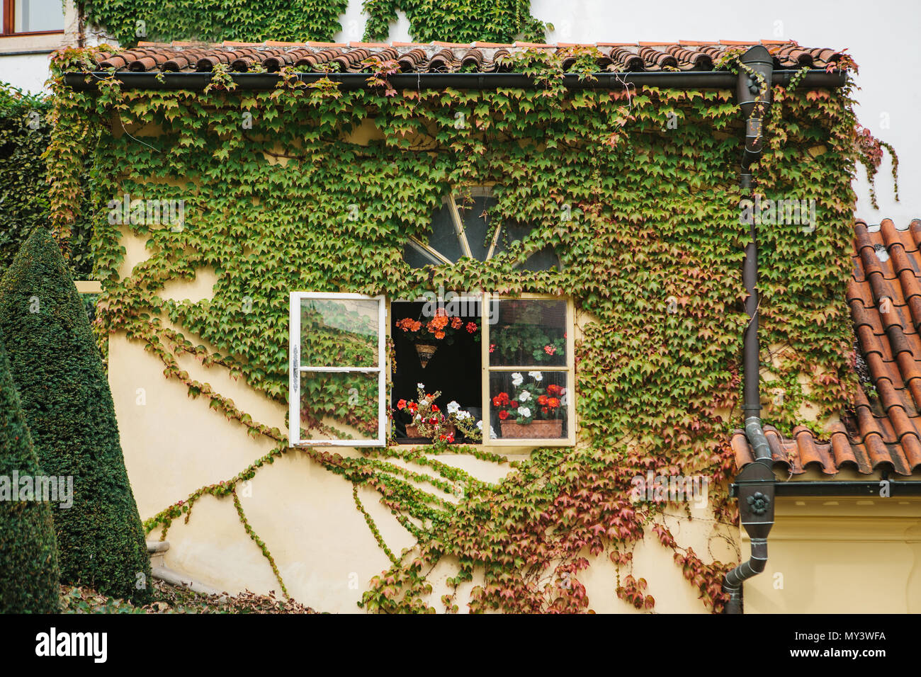 The building is covered with plants with an open window and flowers ...