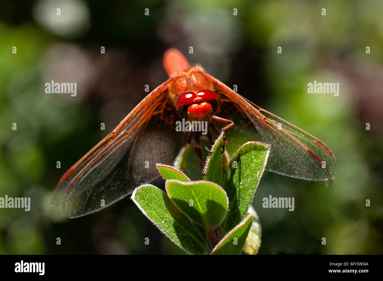 Marcro photography hi-res stock photography and images - Alamy