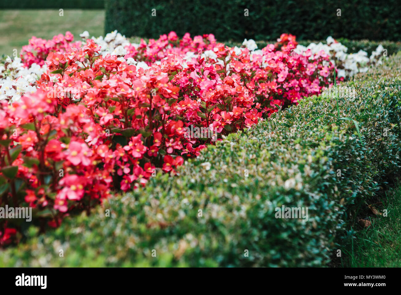 Cozy well-groomed park or garden with plants and flowers in Prague in ...
