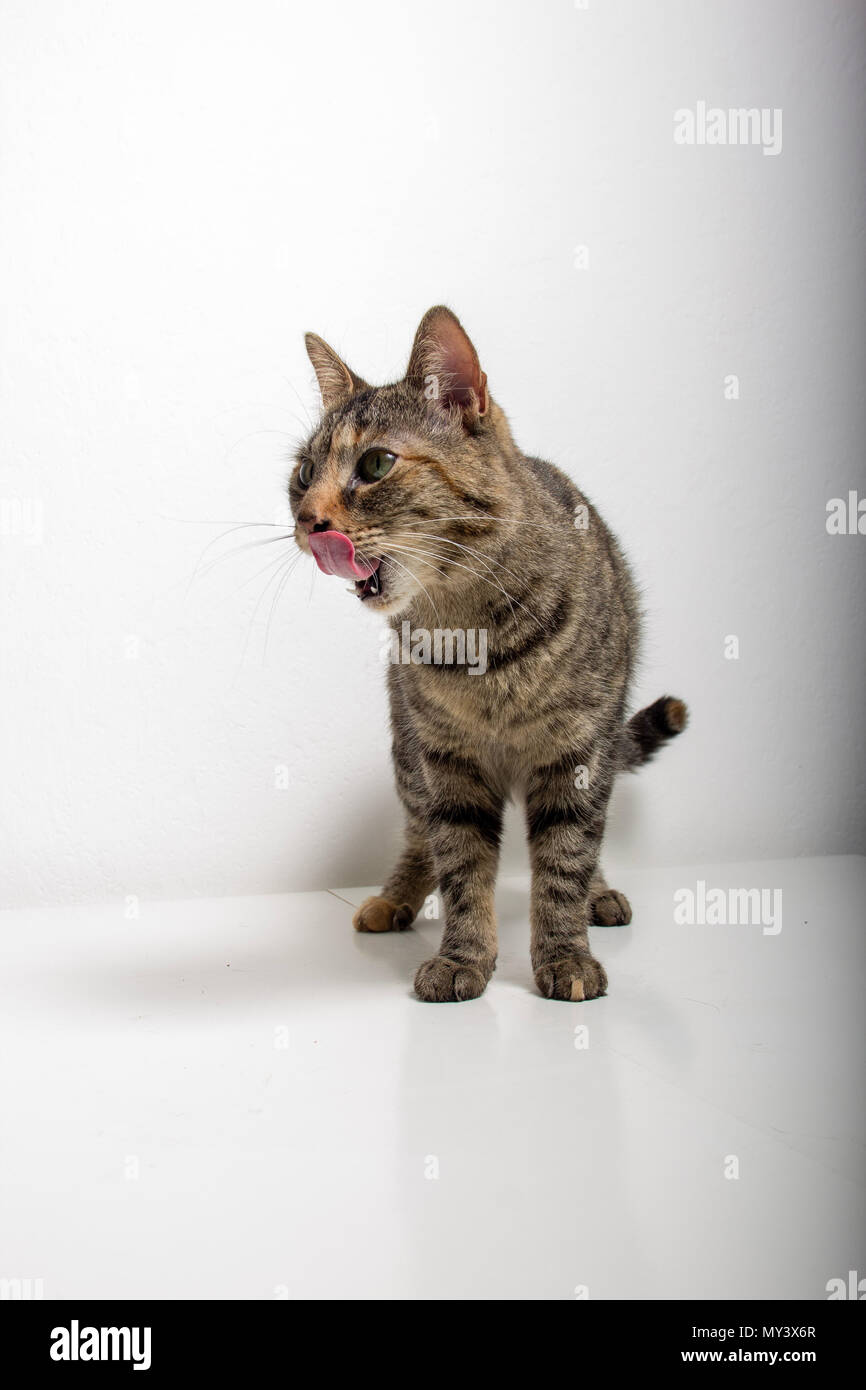 a tabby cat Stock Photo - Alamy