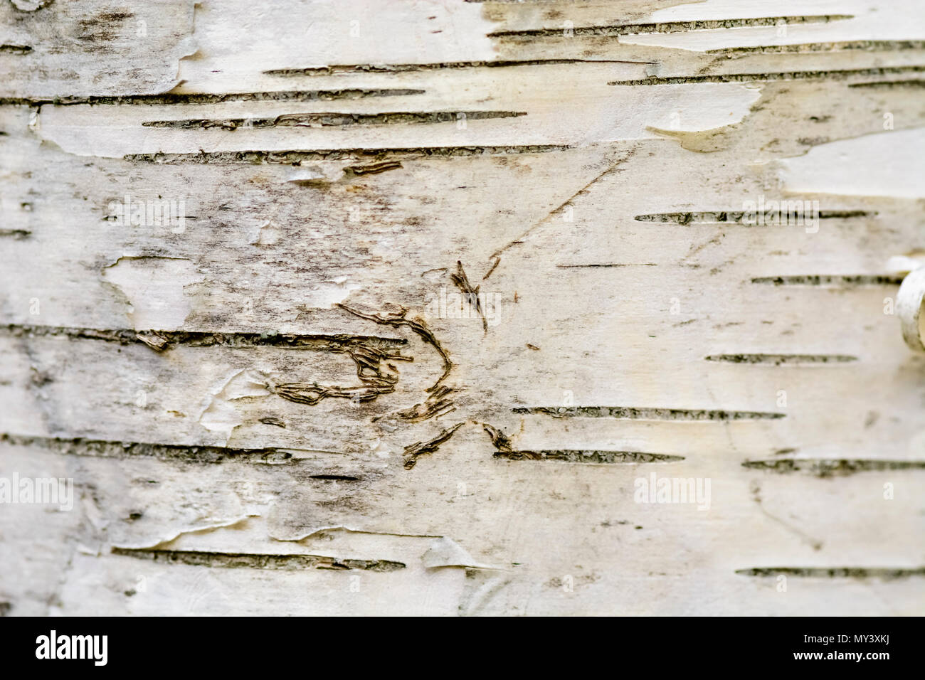 Birch bark close up , scars on the birch bark Stock Photo - Alamy