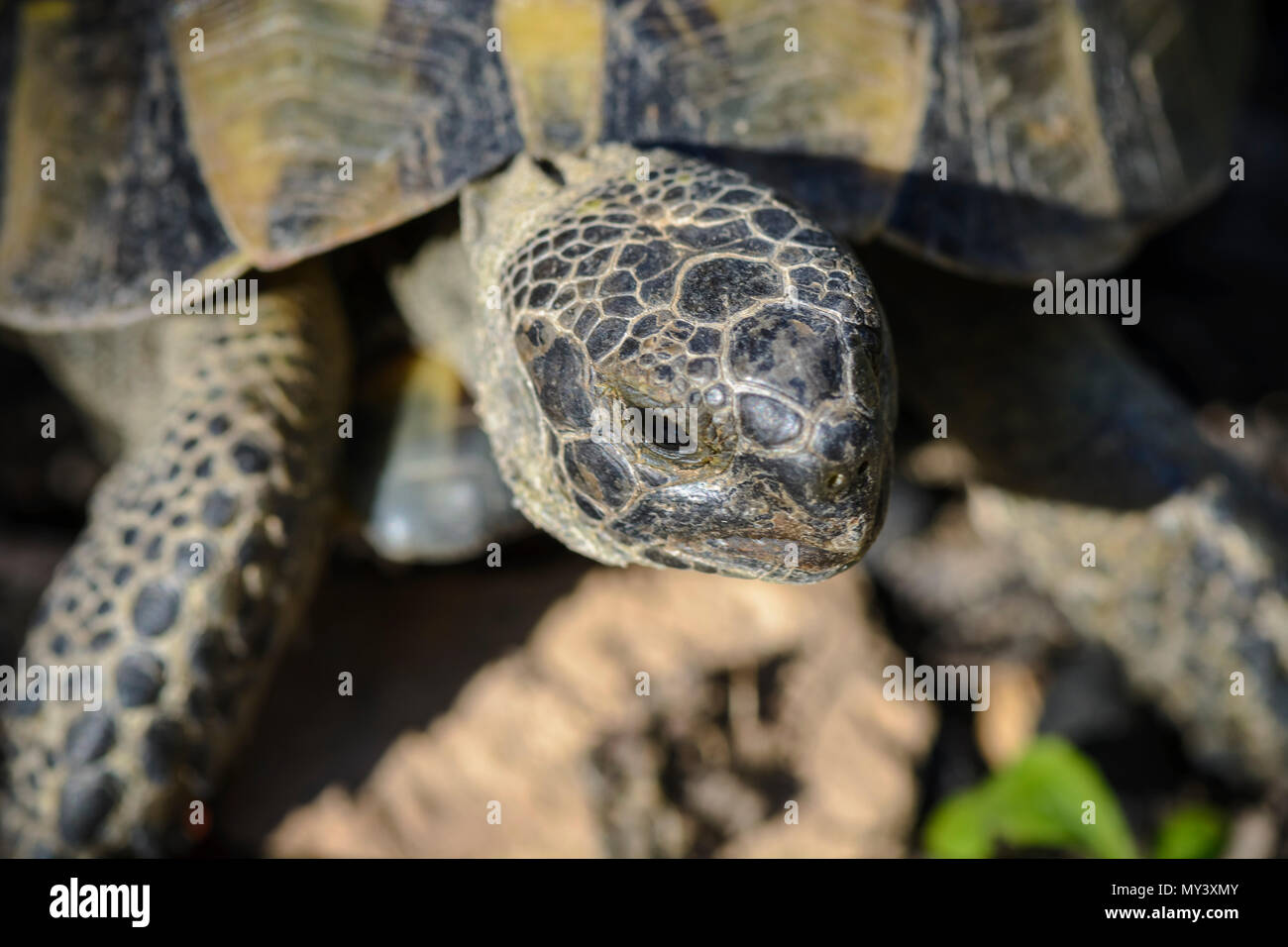 Land turtle close up, Proxy photo of a land turtle walking Stock Photo ...