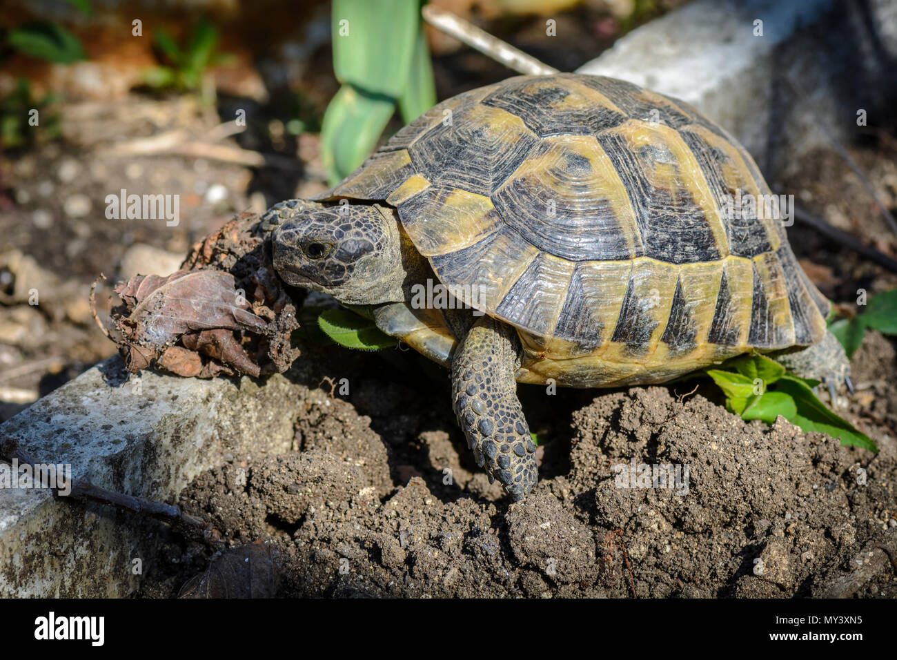 Land turtle close up, Proxy photo of a land turtle walking Stock Photo ...