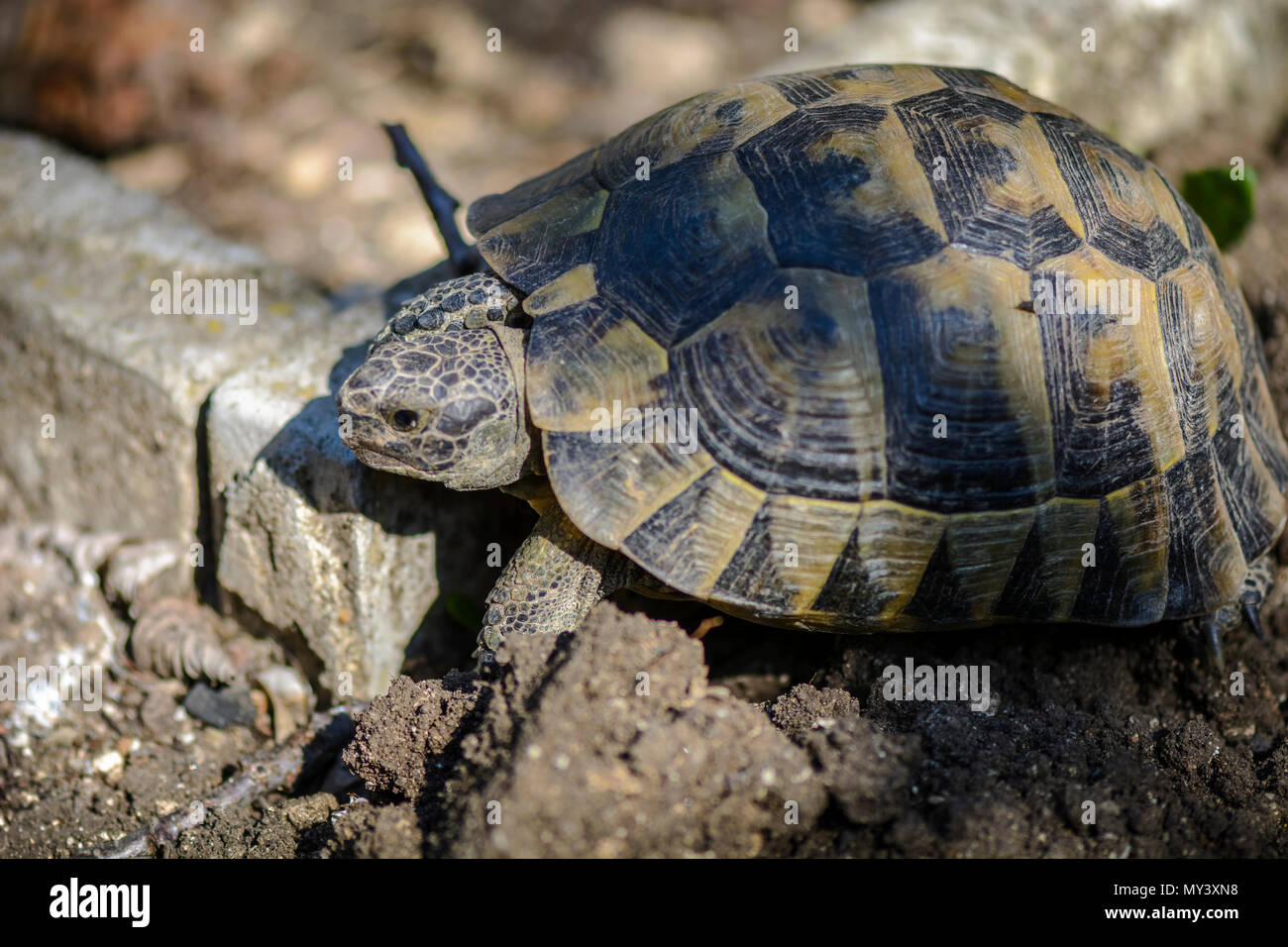 Land turtle close up, Proxy photo of a land turtle walking Stock Photo ...