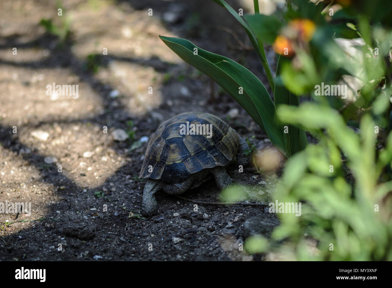 Land turtle close up, Proxy photo of a land turtle walking Stock Photo ...