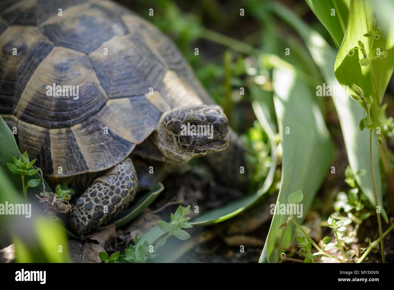 Land turtle close up, Proxy photo of a land turtle walking Stock Photo ...