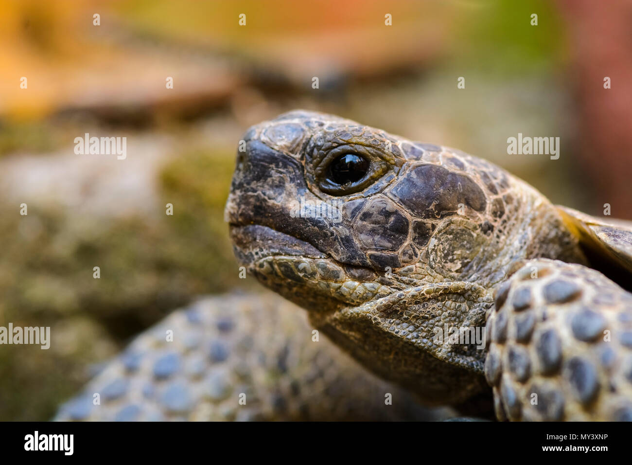 Land turtle close up, Proxy photo of a land turtle walking Stock Photo ...