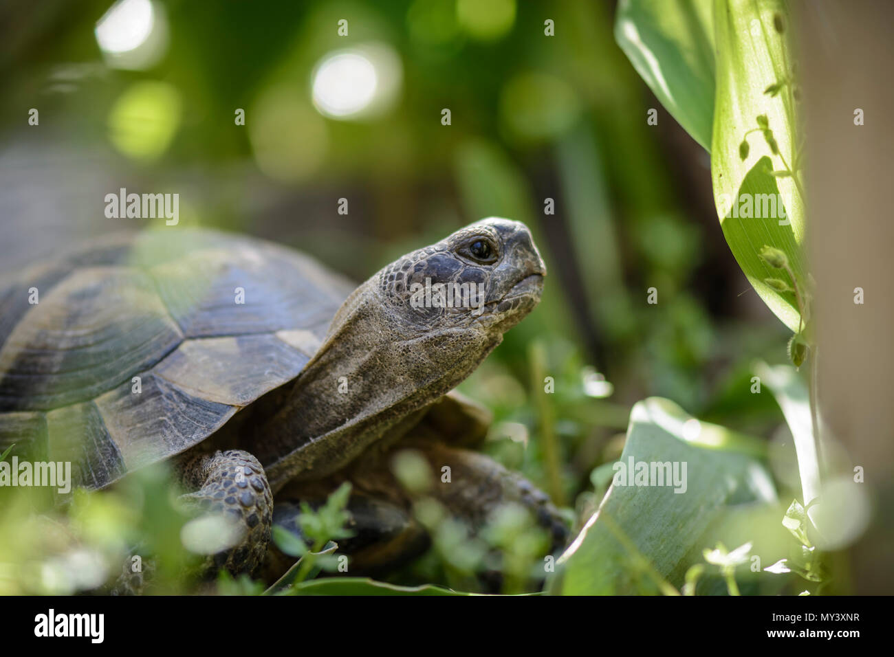 Land turtle close up, Proxy photo of a land turtle walking Stock Photo ...