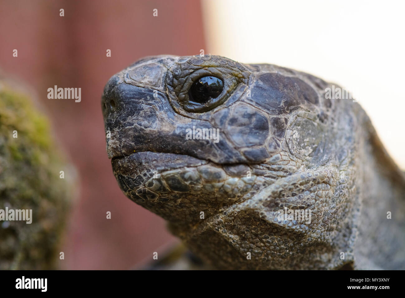 Land turtle close up, Proxy photo of a land turtle walking Stock Photo ...