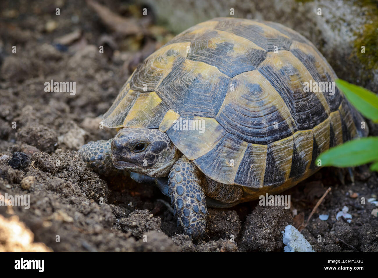 Land turtle close up, Proxy photo of a land turtle walking Stock Photo ...