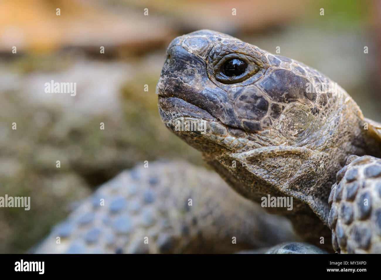 Land turtle close up, Proxy photo of a land turtle walking Stock Photo ...