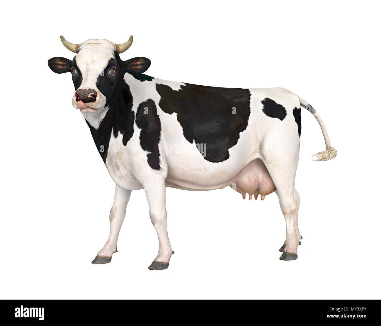 Friesian dairy cow Cut Out Stock Images & Pictures - Alamy