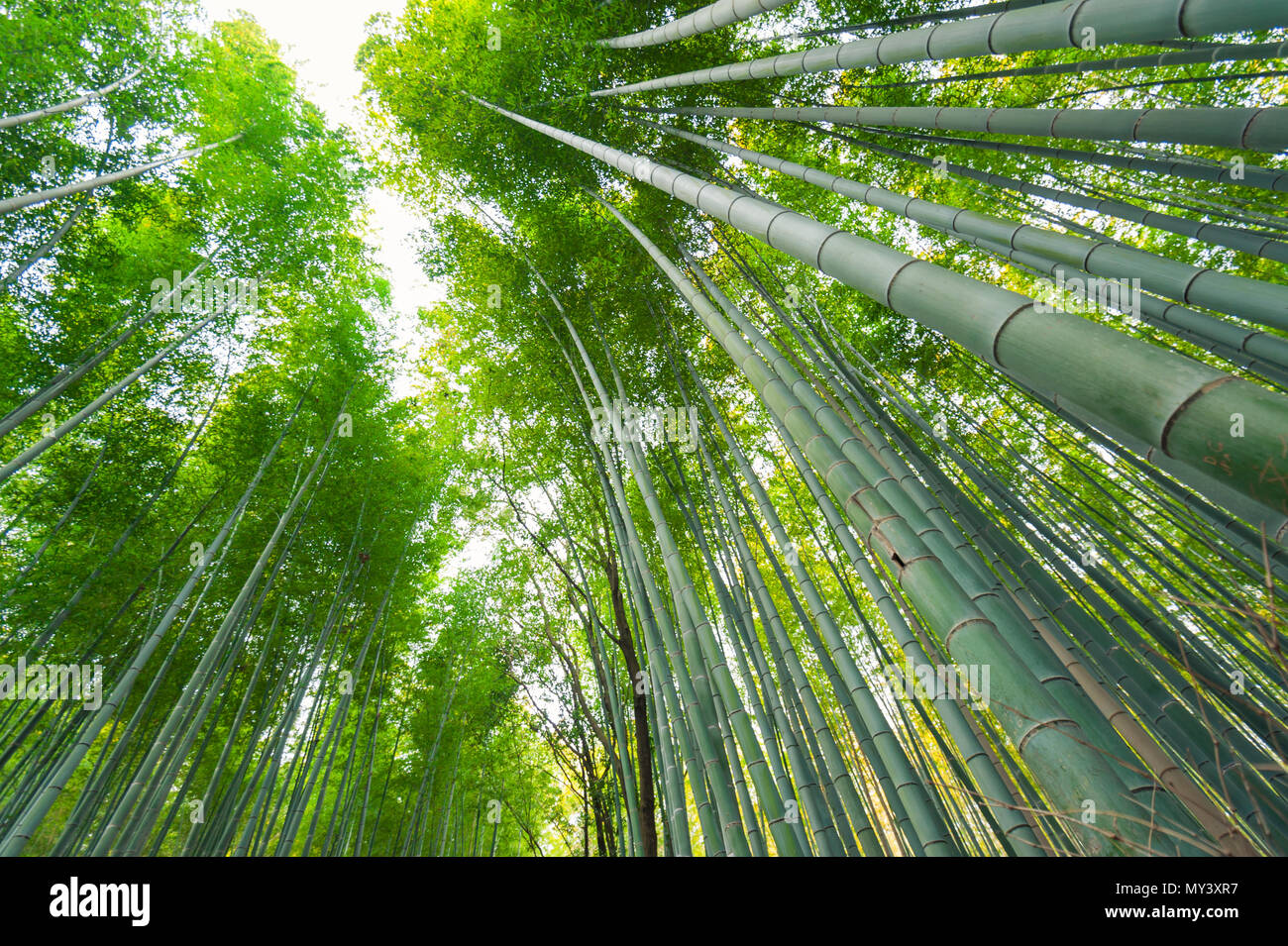 Bamboo grove, bamboo forest at Arashiyama, Kyoto, Japan Stock Photo - Alamy