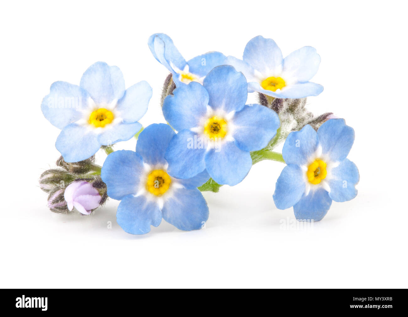 Spring blue forget-me-nots flowers, closeup, Isolated on white ...