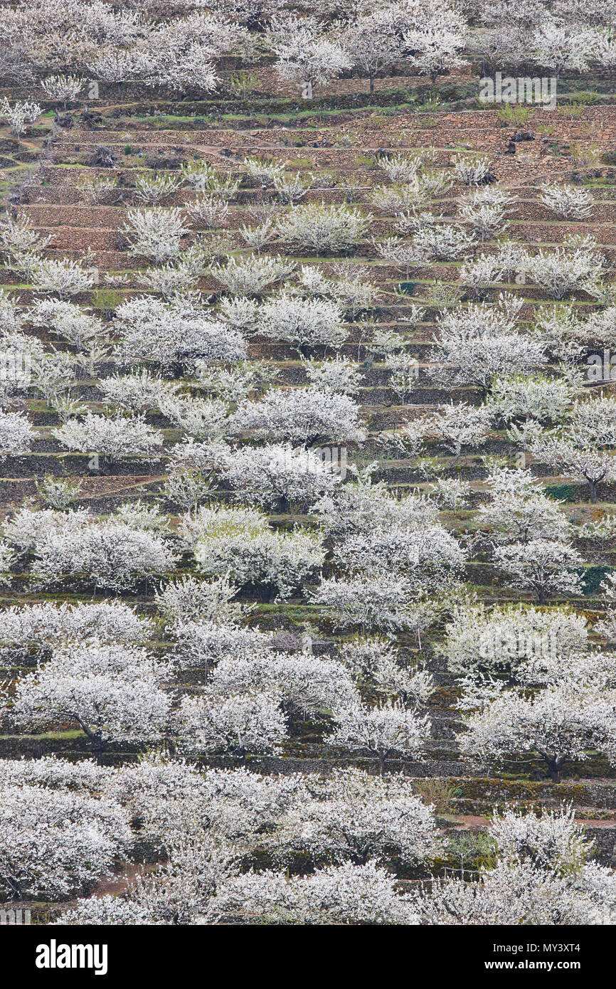 Cherry blossom in Jerte Valley, Caceres. Spring in Spain. Season Stock ...