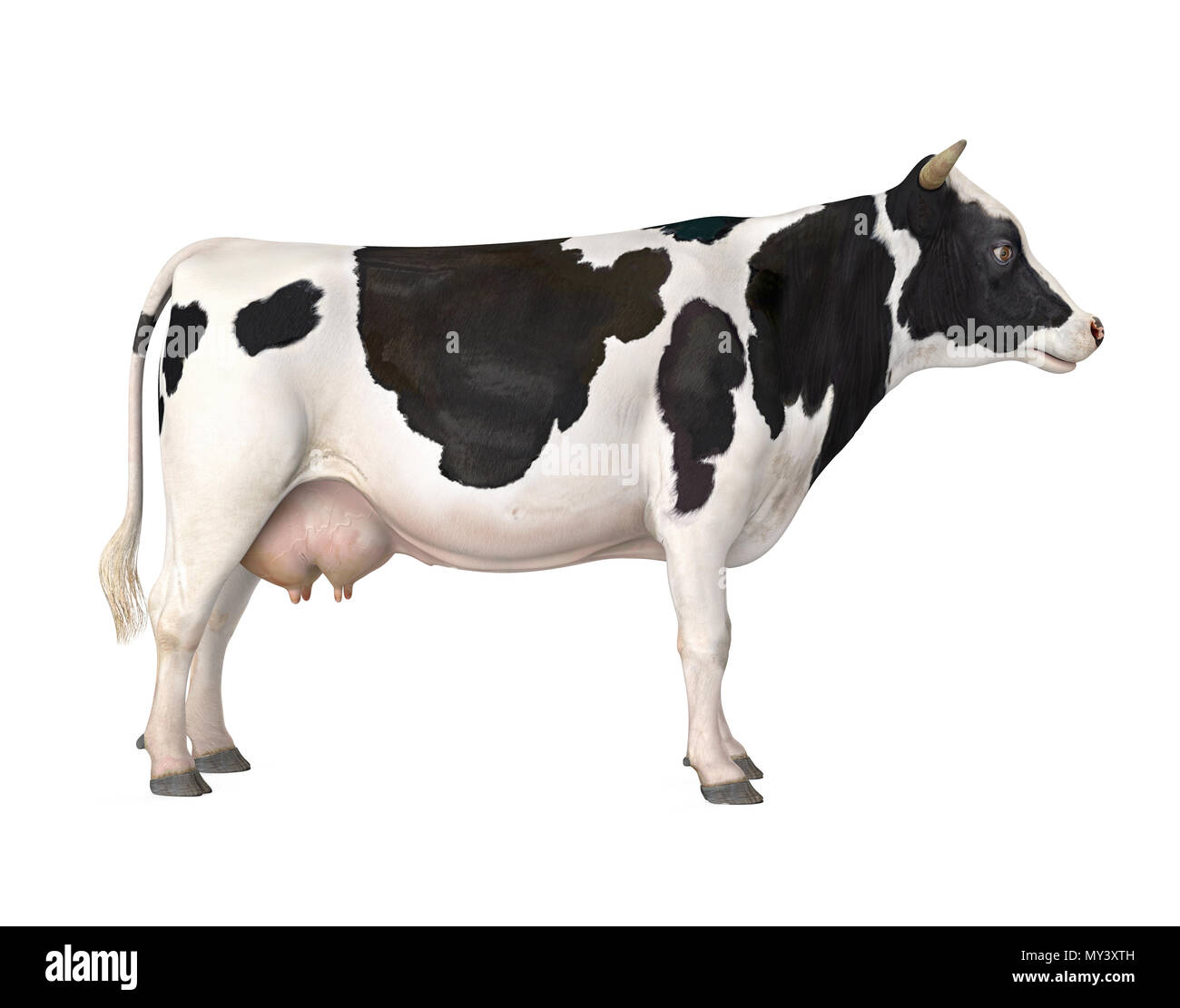 Friesian dairy cow Cut Out Stock Images & Pictures - Alamy