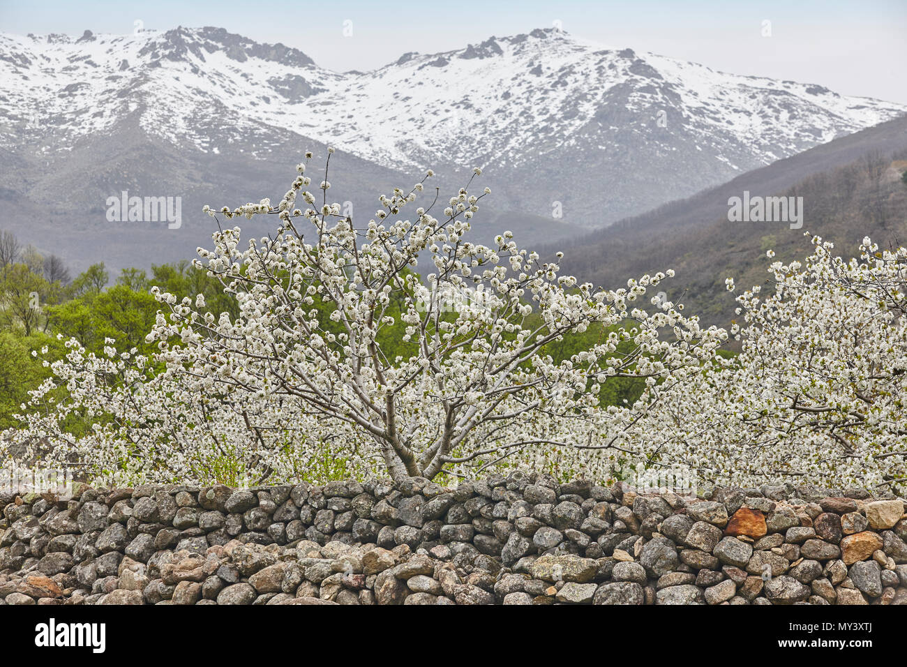 Cherry blossom in Jerte Valley, Caceres. Spring in Spain. Season Stock ...