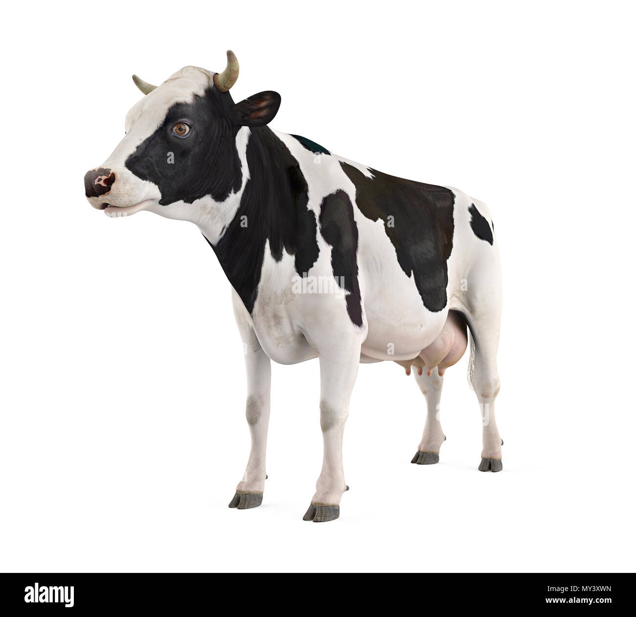 Friesian dairy cow Cut Out Stock Images & Pictures - Alamy