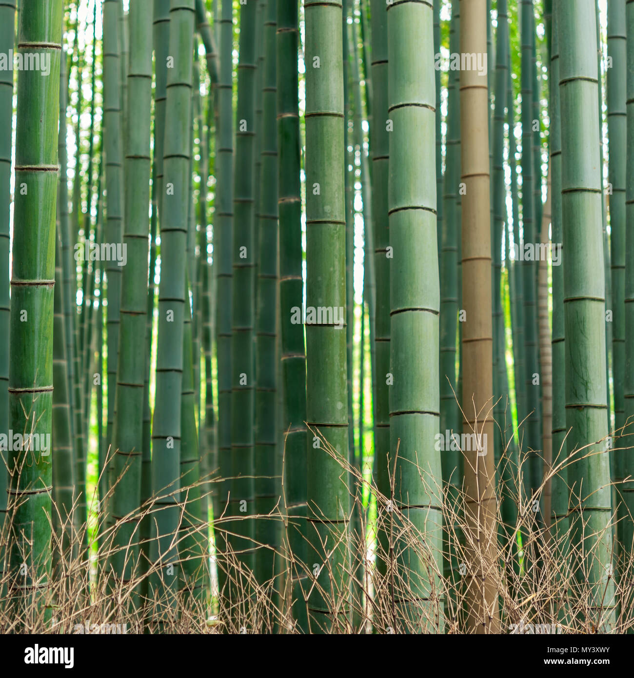 pattern of bamboo forest Stock Photo - Alamy