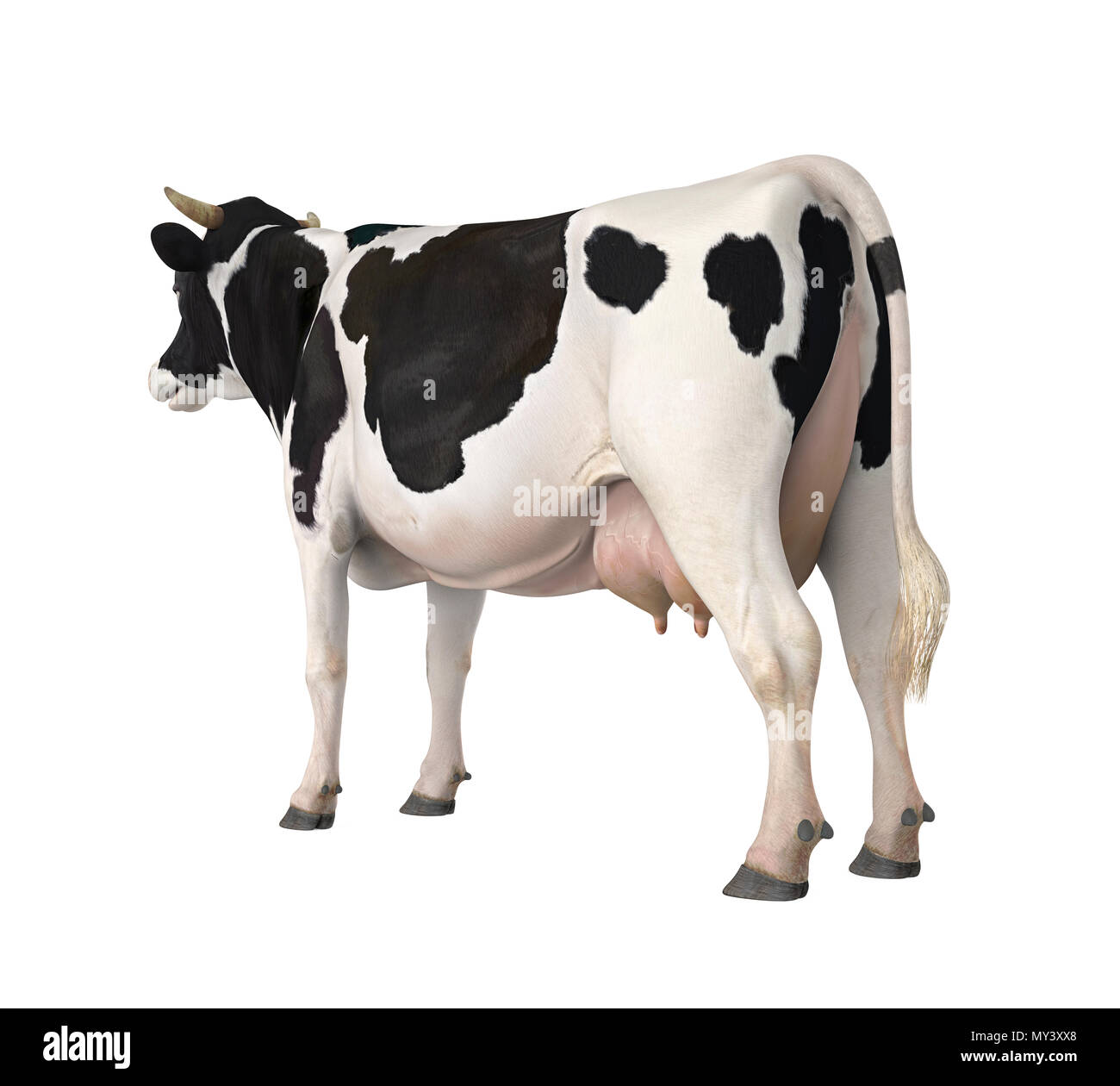 Friesian dairy cow Cut Out Stock Images & Pictures - Alamy