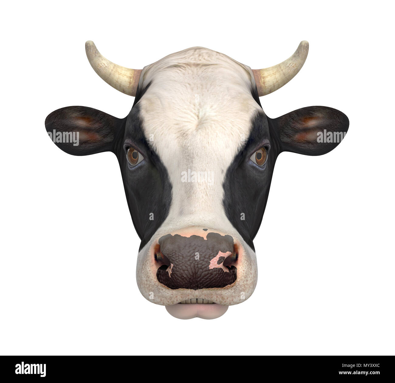 White meat cow Cut Out Stock Images & Pictures - Alamy