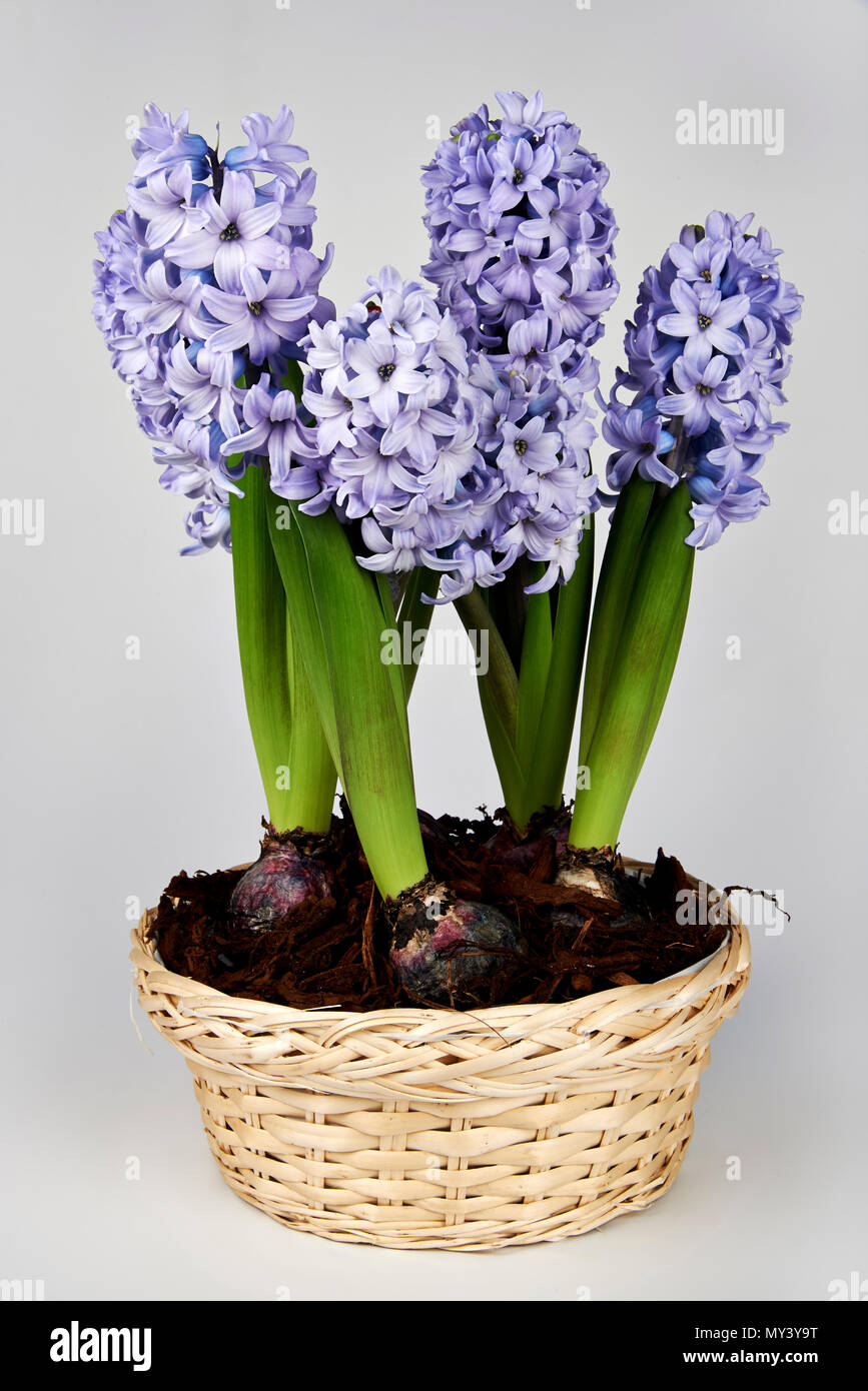 a jar with some hyacinths on white background Stock Photo - Alamy
