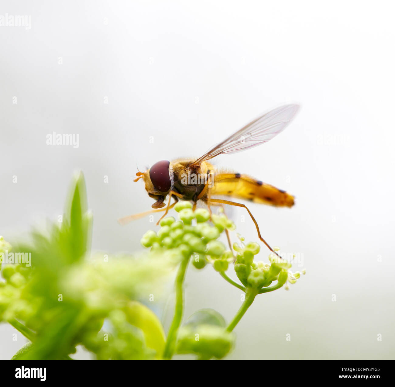 Small fly hi-res stock photography and images - Alamy