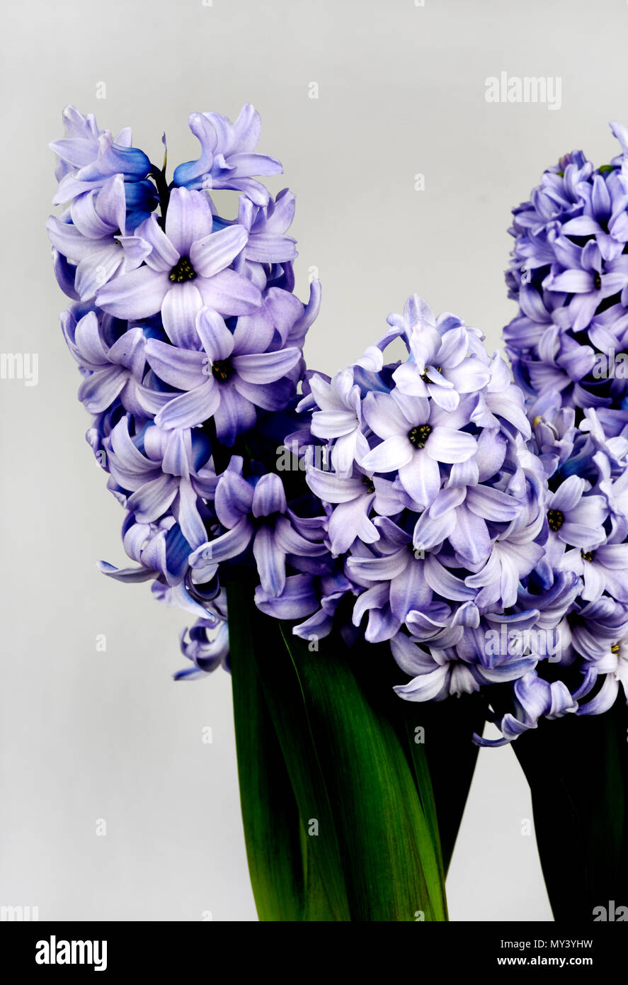 a jar with some hyacinths on white background Stock Photo - Alamy