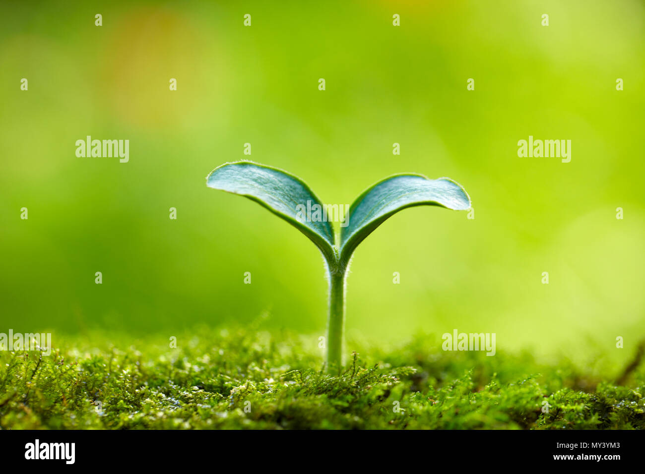 Close up of spring bud on vivid spring background Stock Photo - Alamy