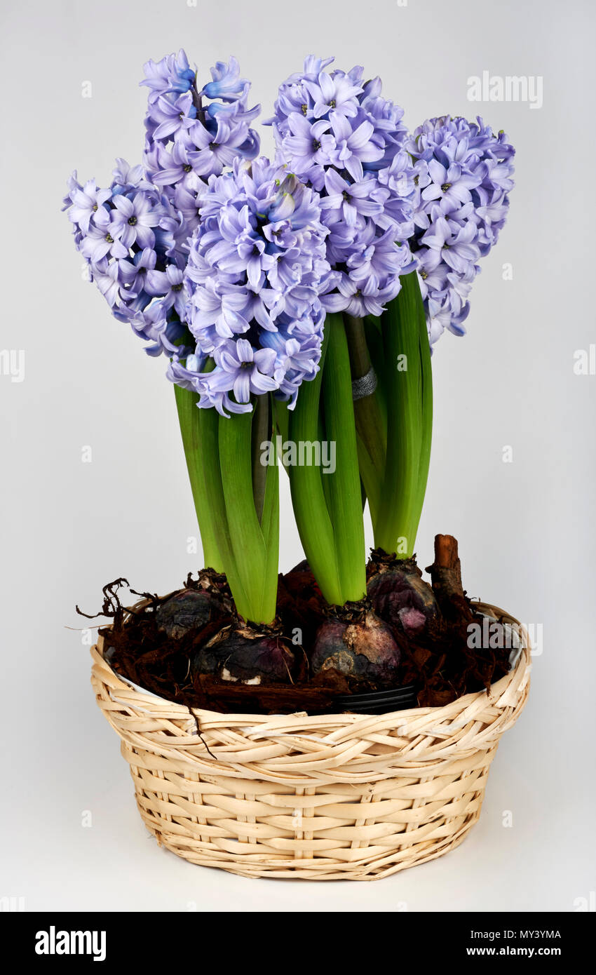 a jar with some hyacinths on white background Stock Photo - Alamy