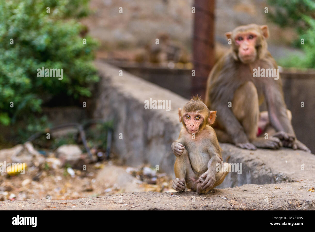 rhesus macaque monkey at Galta Ji Temple on the outskirts of Jaipur ...