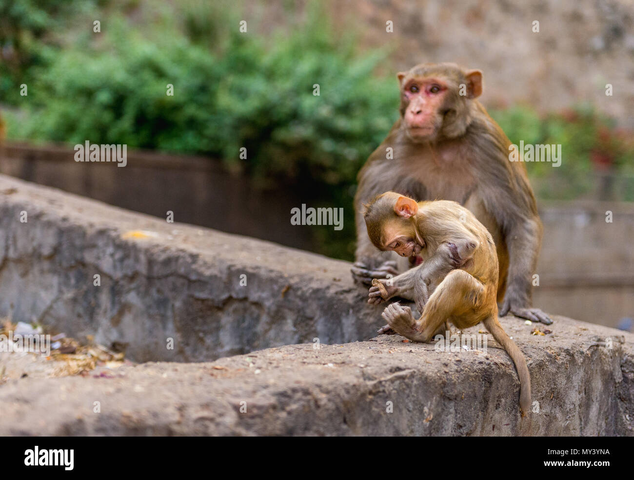 Jaipur monkeys hi-res stock photography and images - Alamy