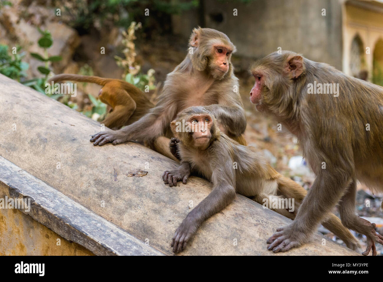 Galta ji monkey temple hi-res stock photography and images - Alamy