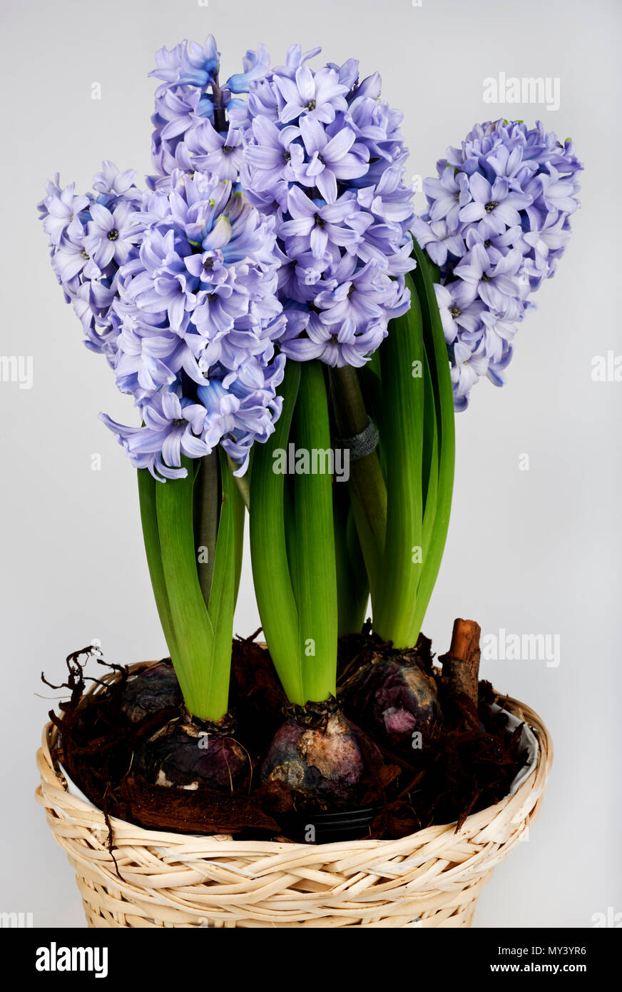 a jar with some hyacinths on white background Stock Photo - Alamy
