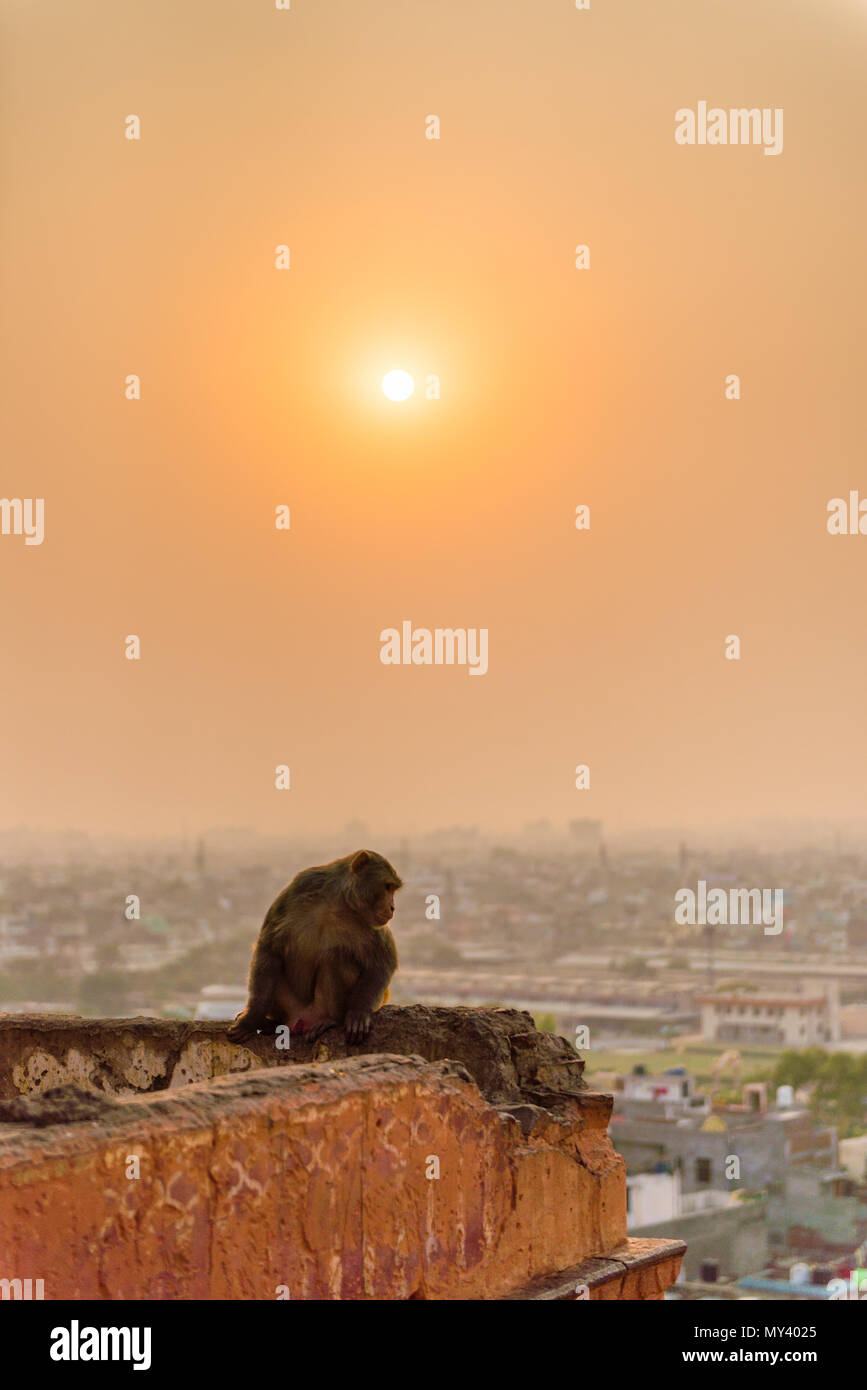macaque monkey at Galta Ji Temple in Jaipur at sunset Stock Photo - Alamy